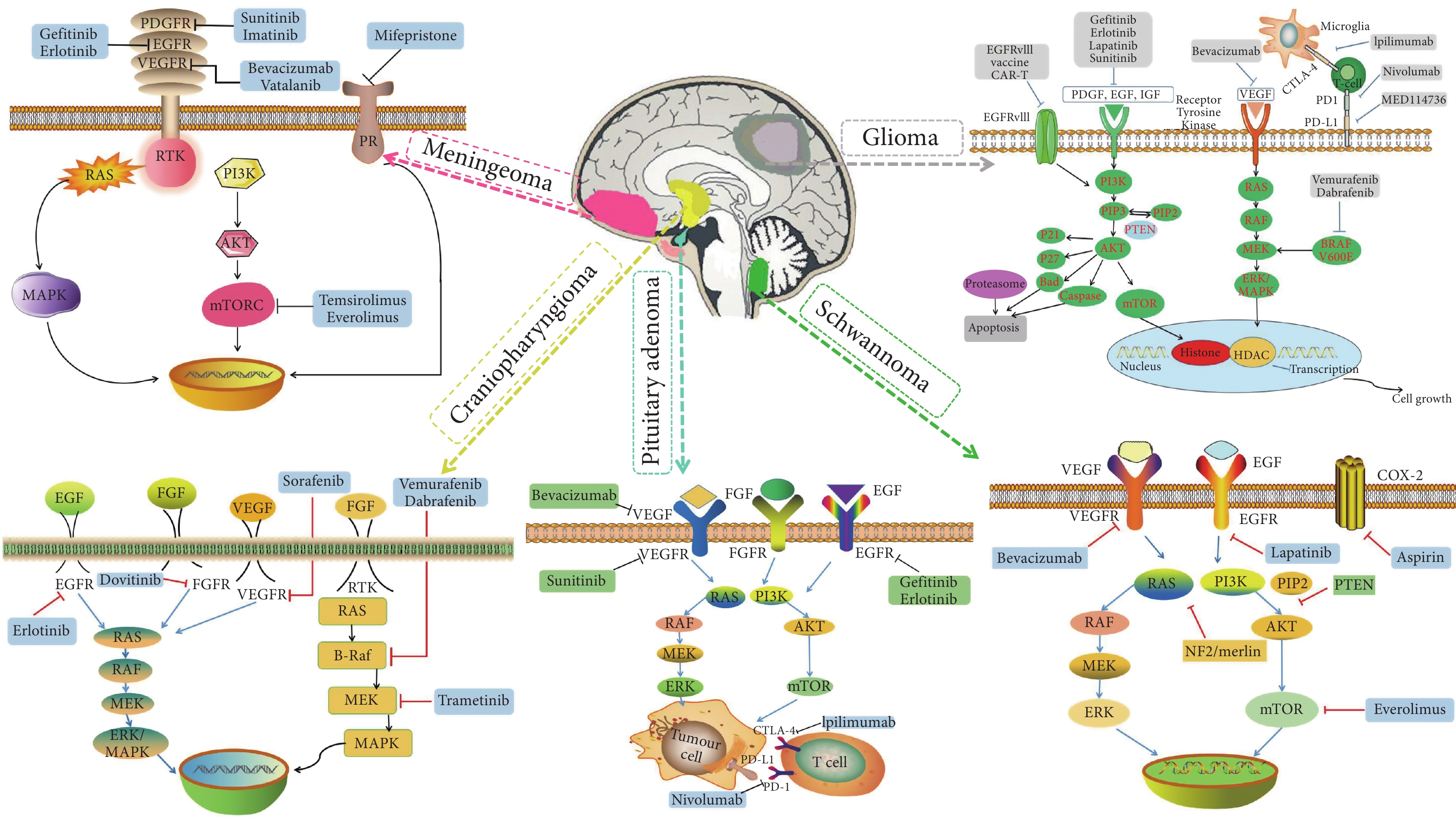 颅内肿瘤的靶向药物治疗