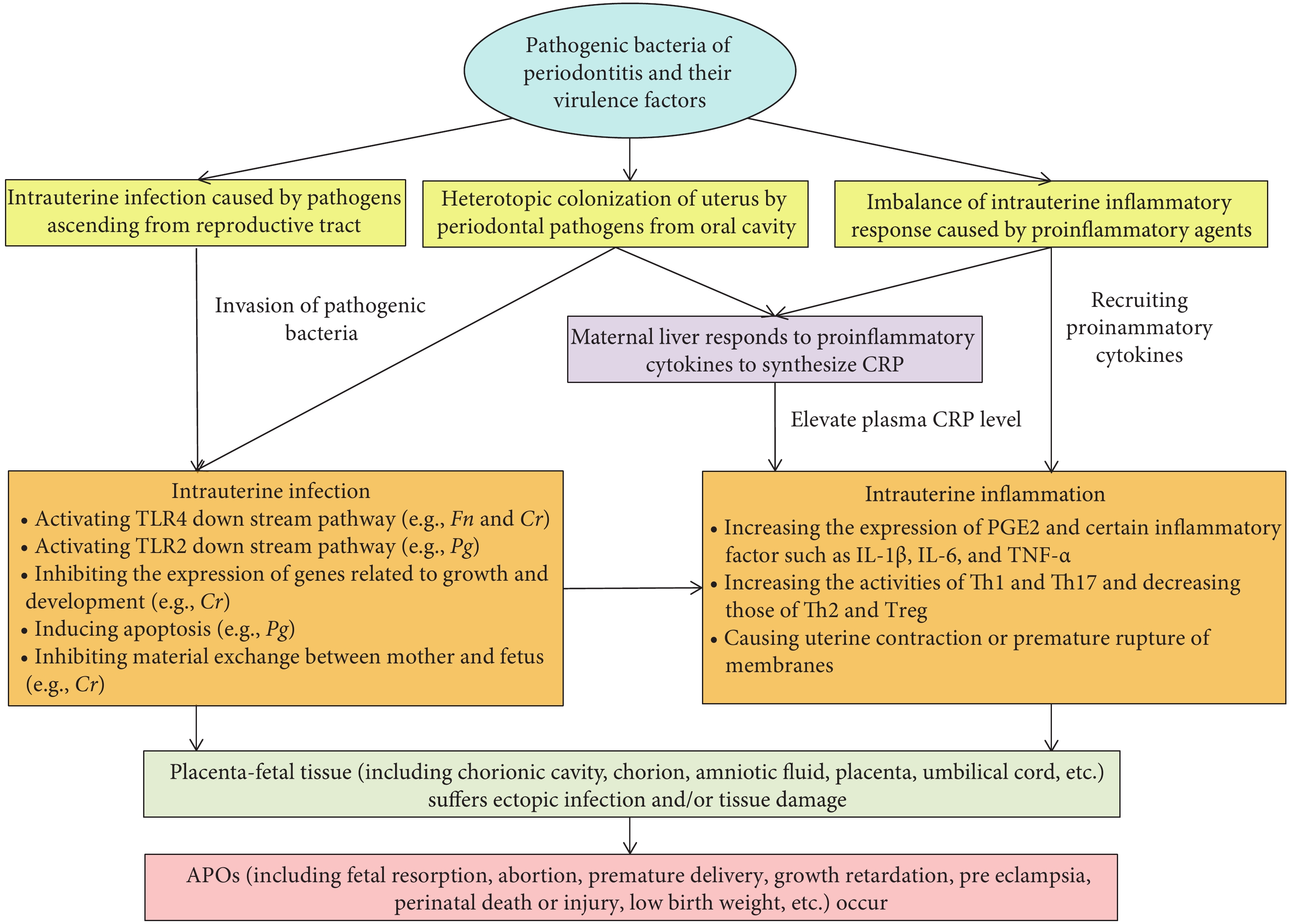 牙周炎促进不良妊娠结局的途径与作用机制