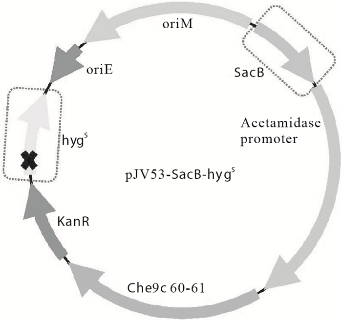 优化分枝杆菌重组工程系统构建分枝杆菌突变株筛选方法