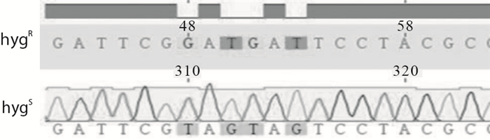 优化分枝杆菌重组工程系统构建分枝杆菌突变株筛选方法