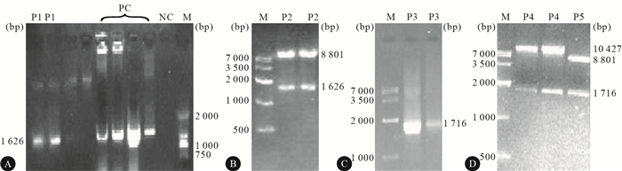 优化分枝杆菌重组工程系统构建分枝杆菌突变株筛选方法