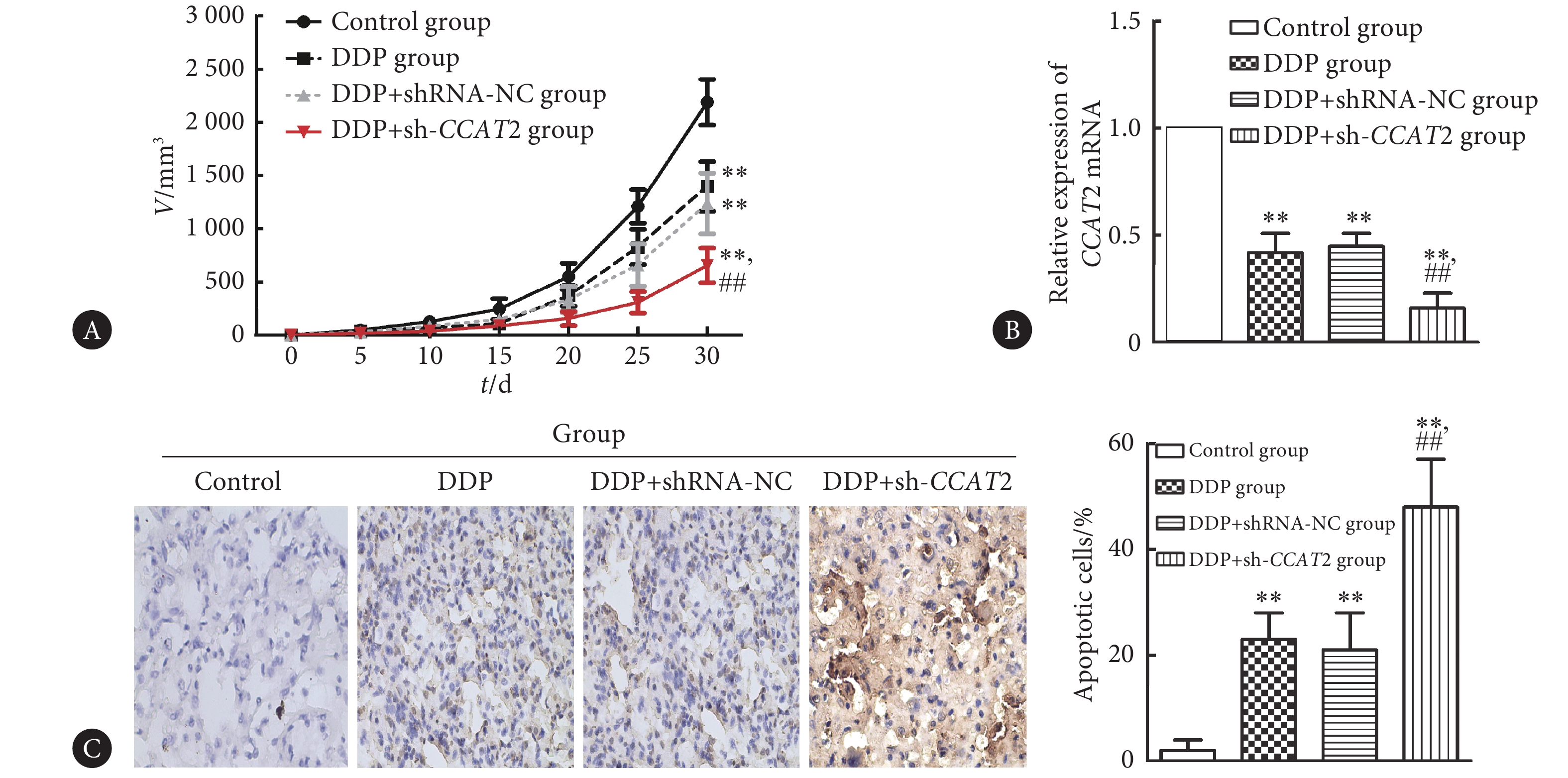 shRNA沉默 CCAT 2对非小细胞肺癌耐顺铂细胞A549的影响