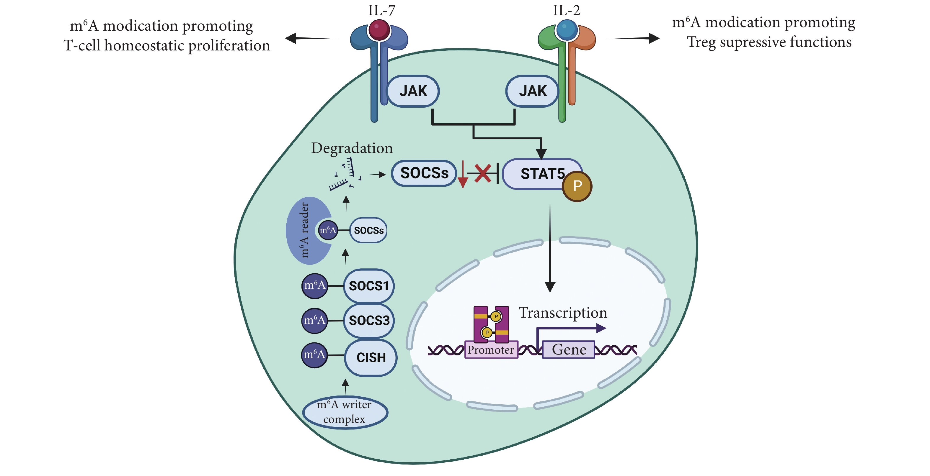 RNA m 6 A修饰与免疫功能调控