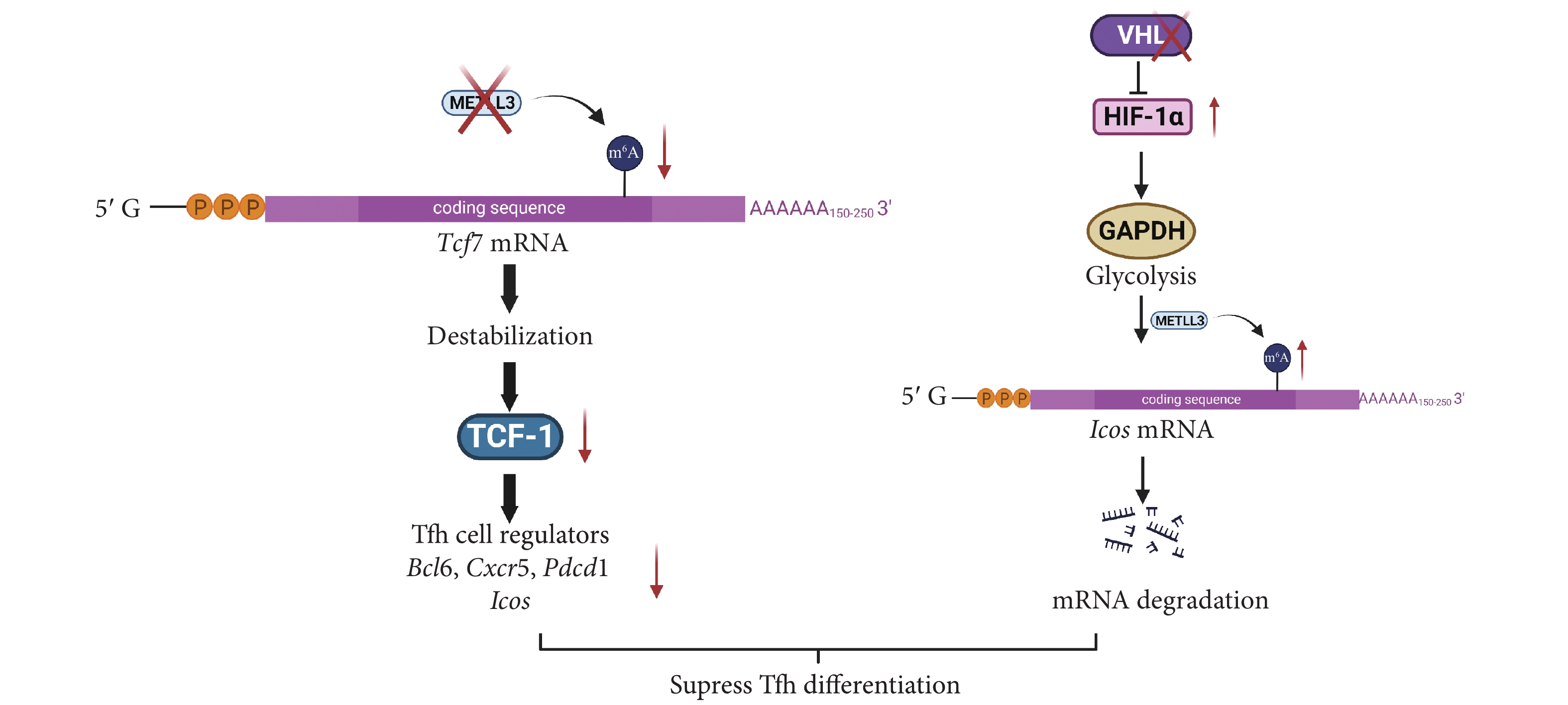 RNA m 6 A修饰与免疫功能调控