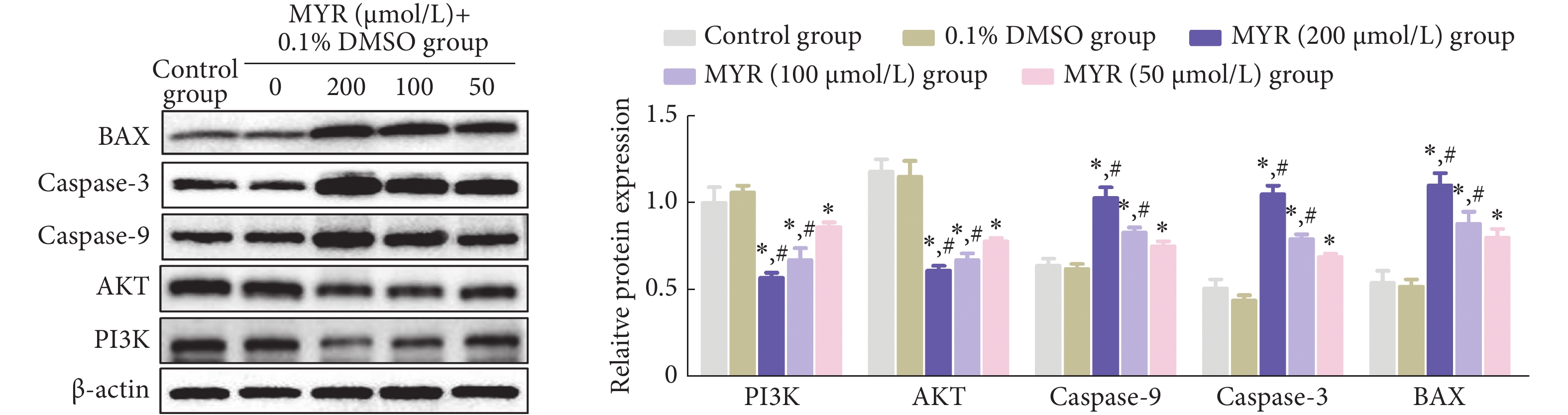 肉豆蔻木脂素通过PI3K/AKT信号通路诱导胃癌细胞凋亡的研究