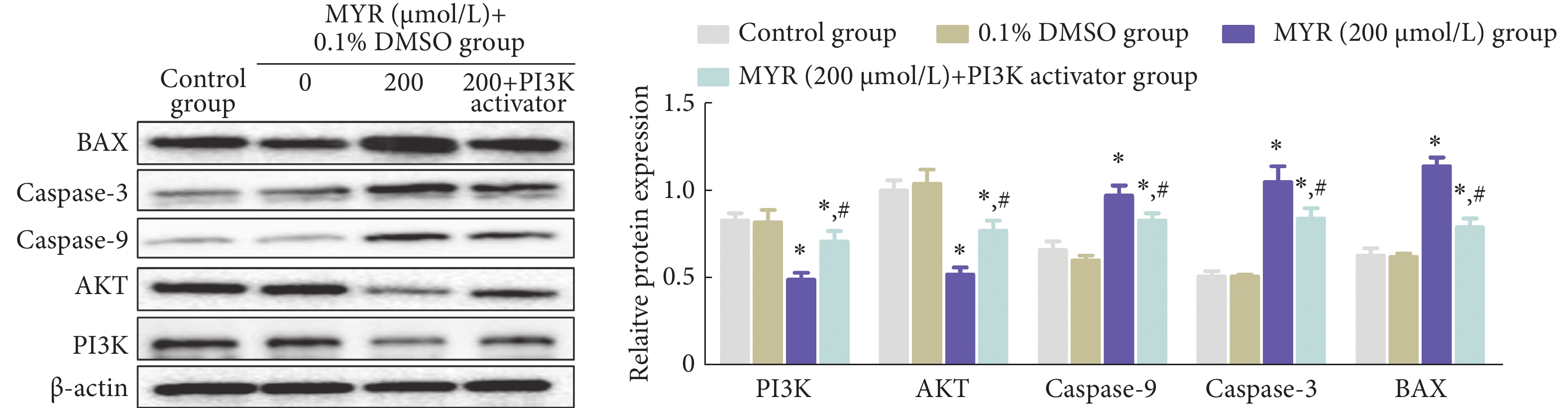 肉豆蔻木脂素通过PI3K/AKT信号通路诱导胃癌细胞凋亡的研究