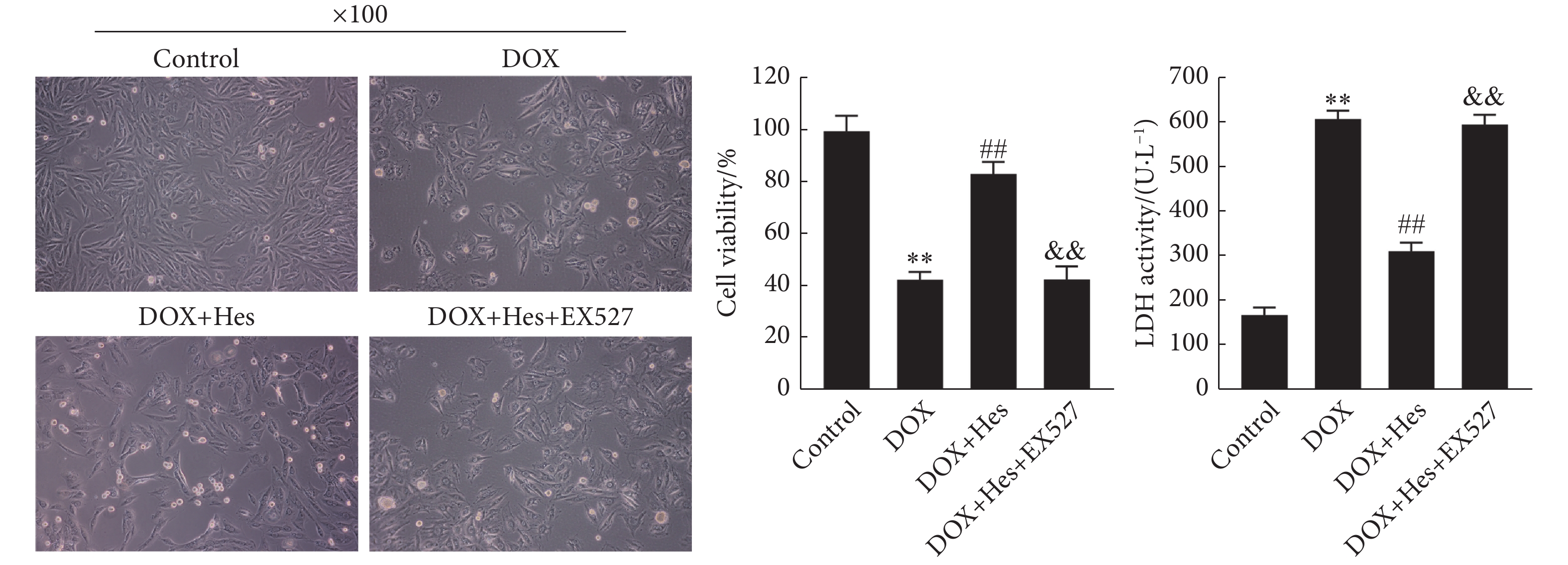 橙皮素通过激活SIRT1/NRF2信号改善阿霉素诱导的H9c2细胞毒性