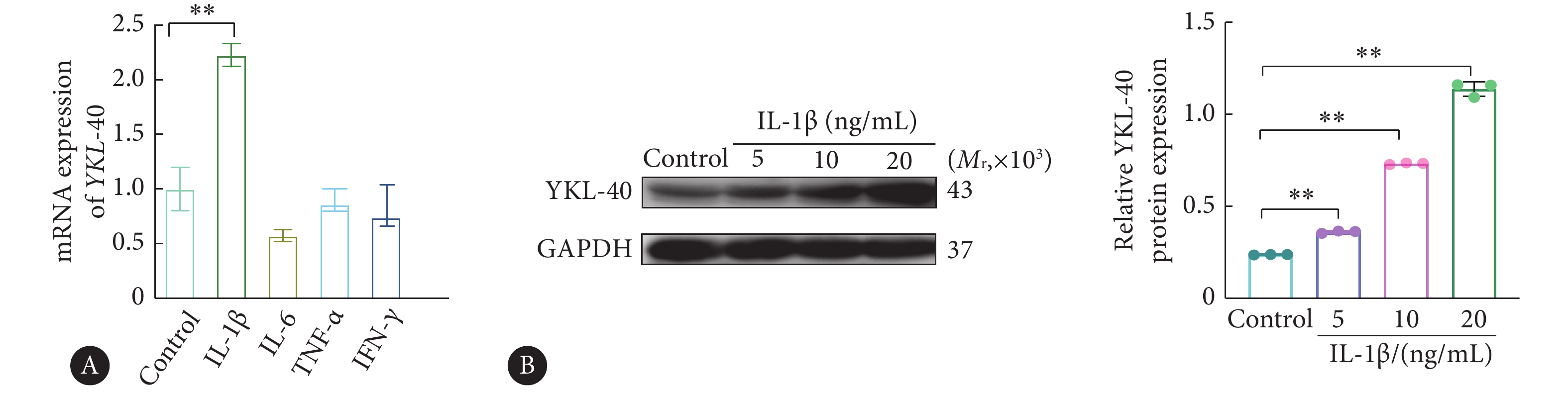 YKL-40促进Ⅱ型肺泡上皮细胞A549炎症因子的表达