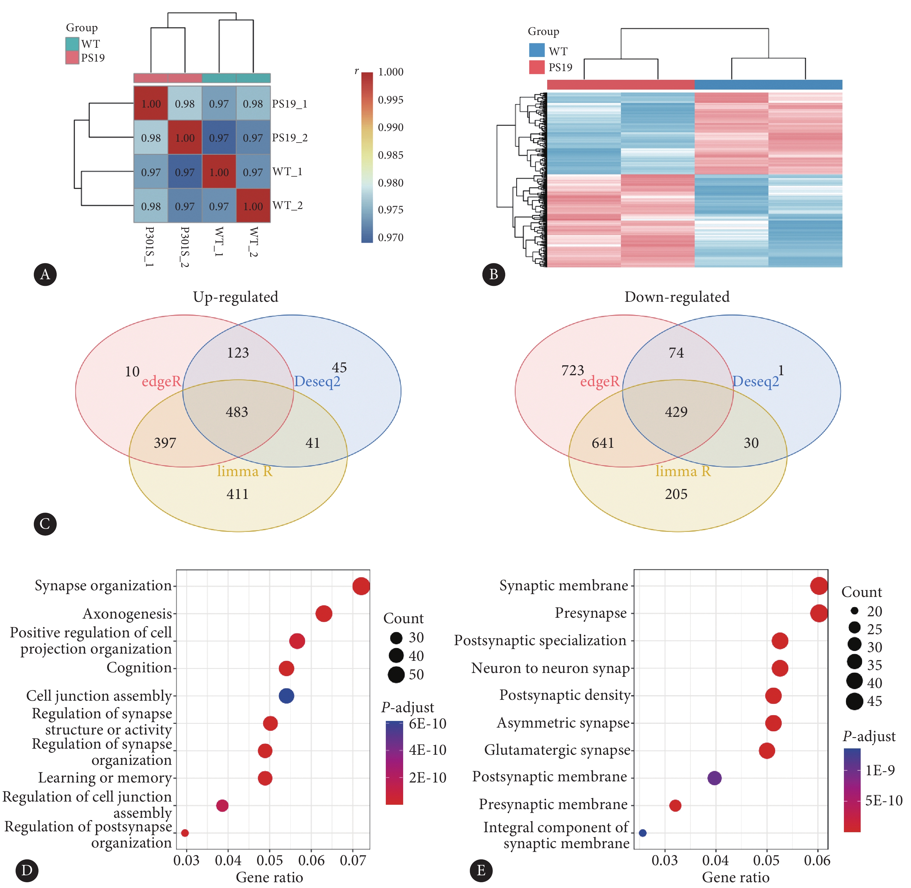tau蛋白在PS19转基因小鼠中诱导异常的选择性剪切变化