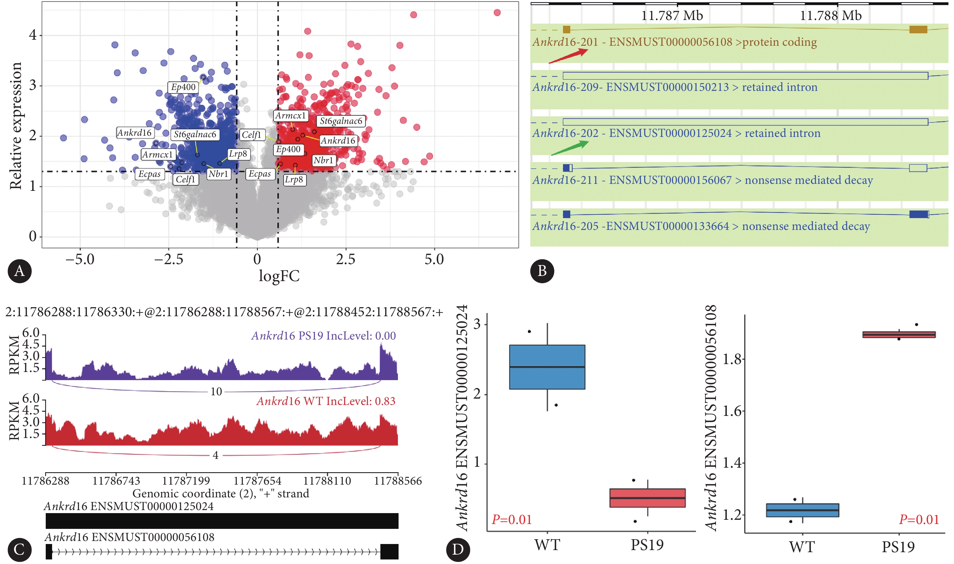 tau蛋白在PS19转基因小鼠中诱导异常的选择性剪切变化