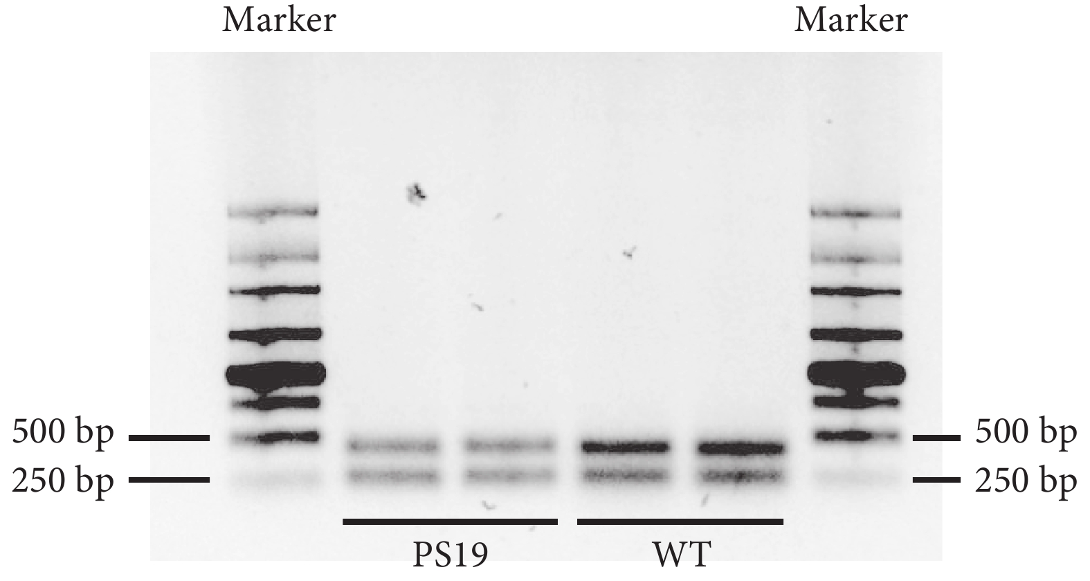 tau蛋白在PS19转基因小鼠中诱导异常的选择性剪切变化