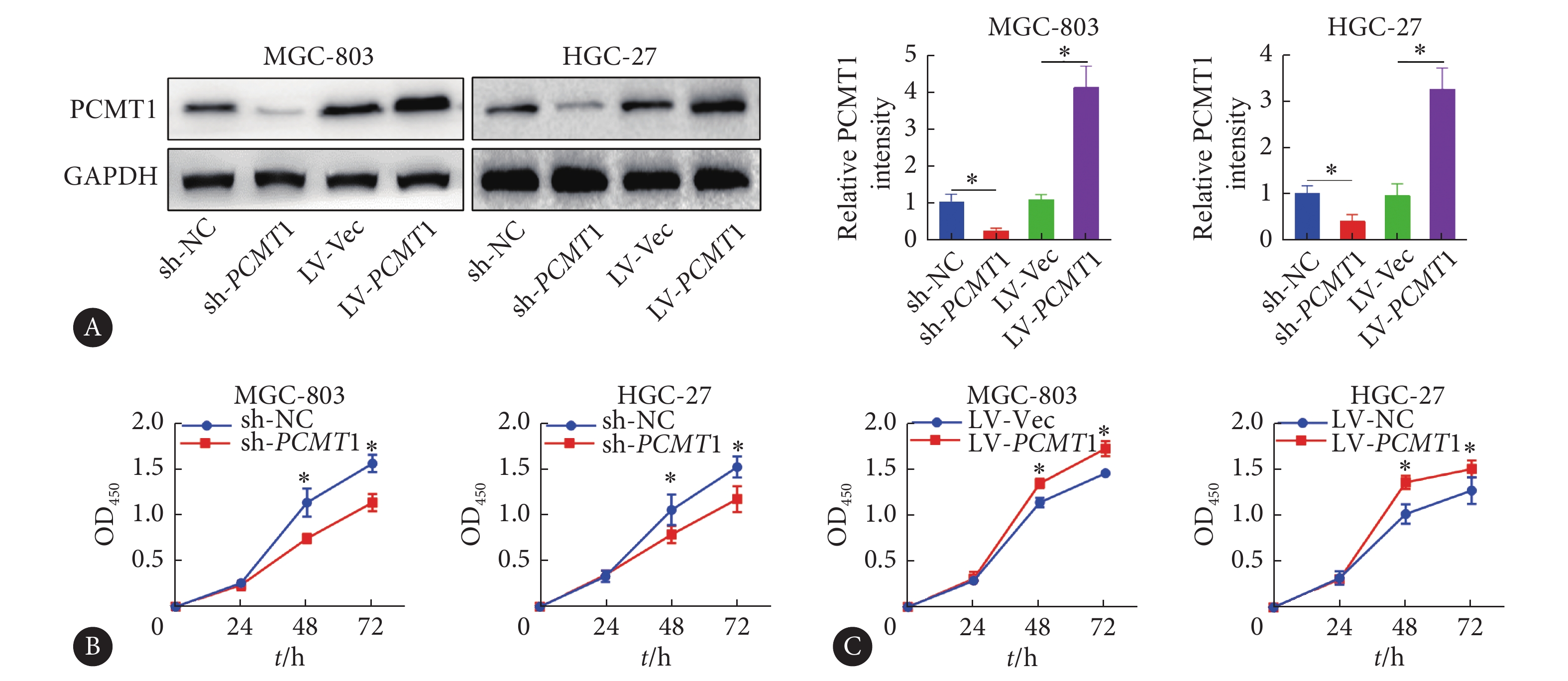 胃癌中PCMT1表达的预后价值及其对纺锤体组装检查点的调控作用
